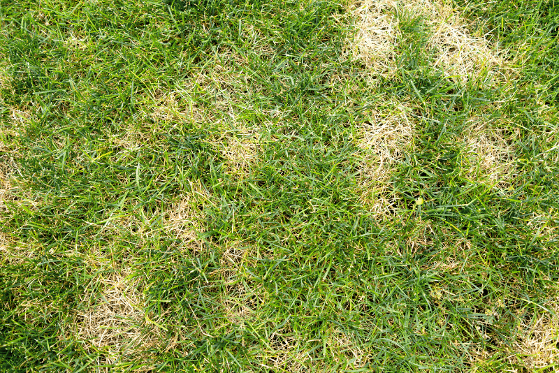 Sprinkler System Problems: Top 5 Issues In Cleveland, OH